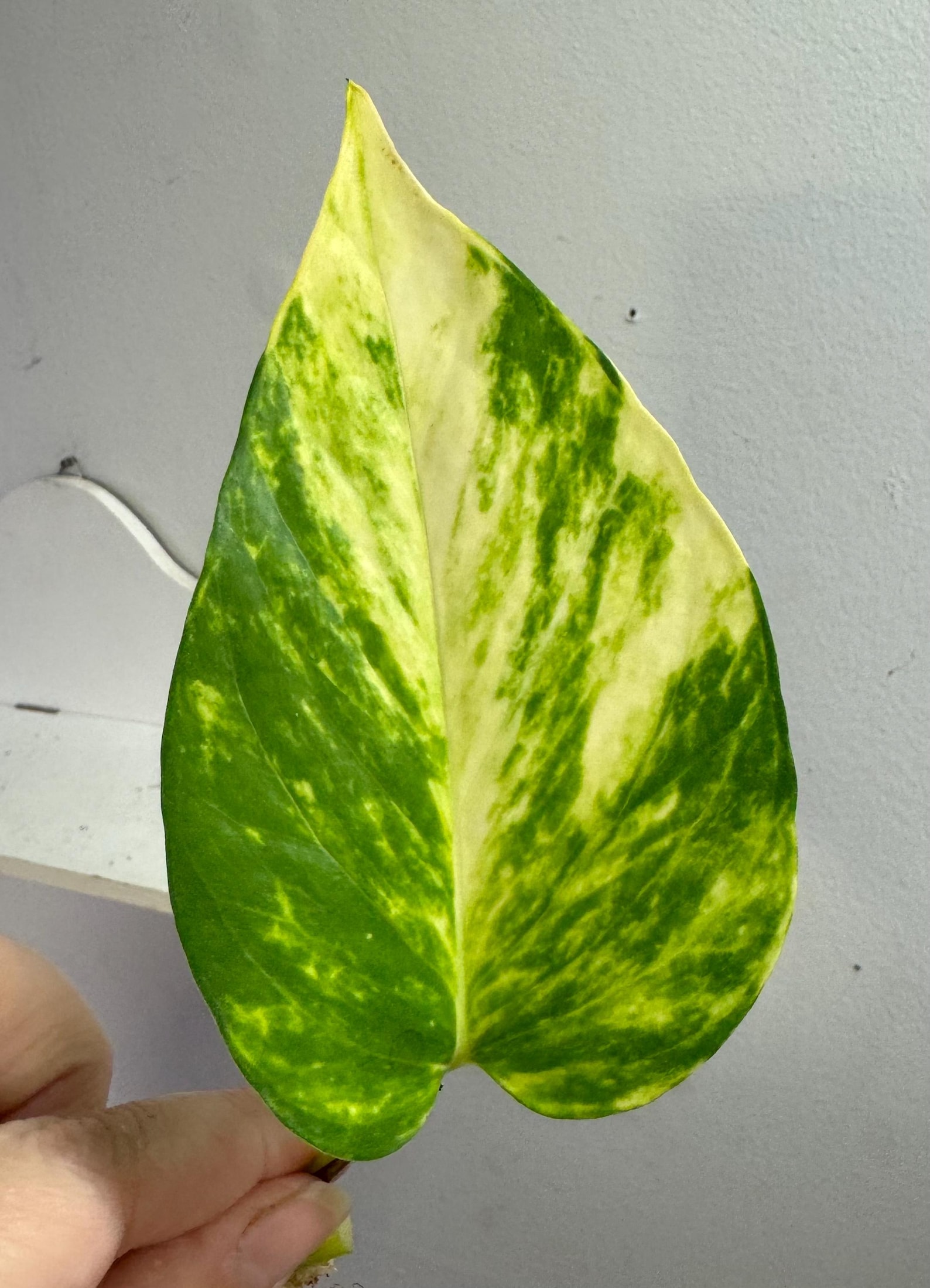 RARE “happy Day” - Japanese Pothos From Central Flower Nursery - Etsy