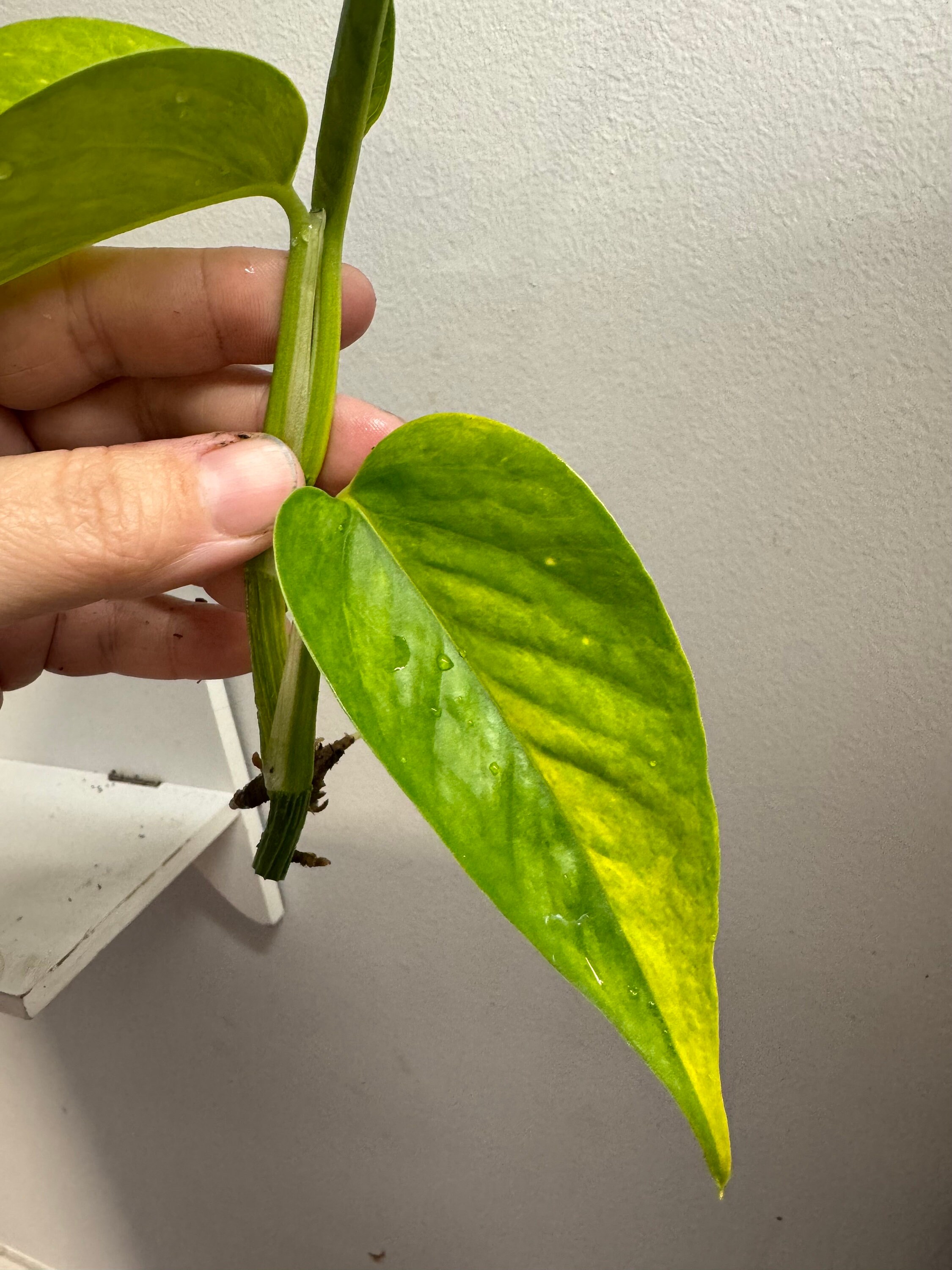 Moonlight Teruno Pothos - Etsy