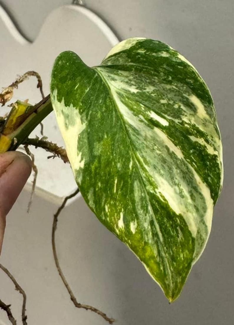 Colorado Constellation - RARE Pothos - Etsy