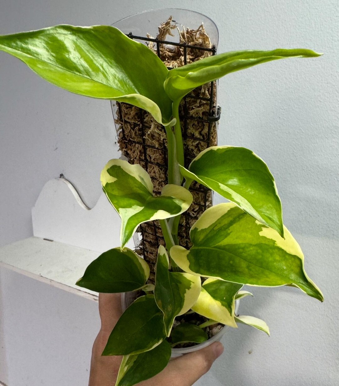 Poonsin Pothos - Etsy