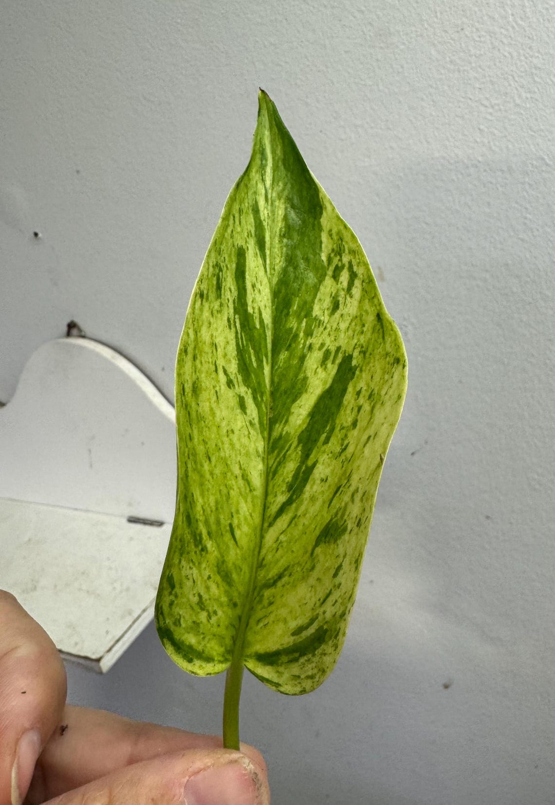 Green Scratch Pothos- RARE Japanese Pothos - Etsy