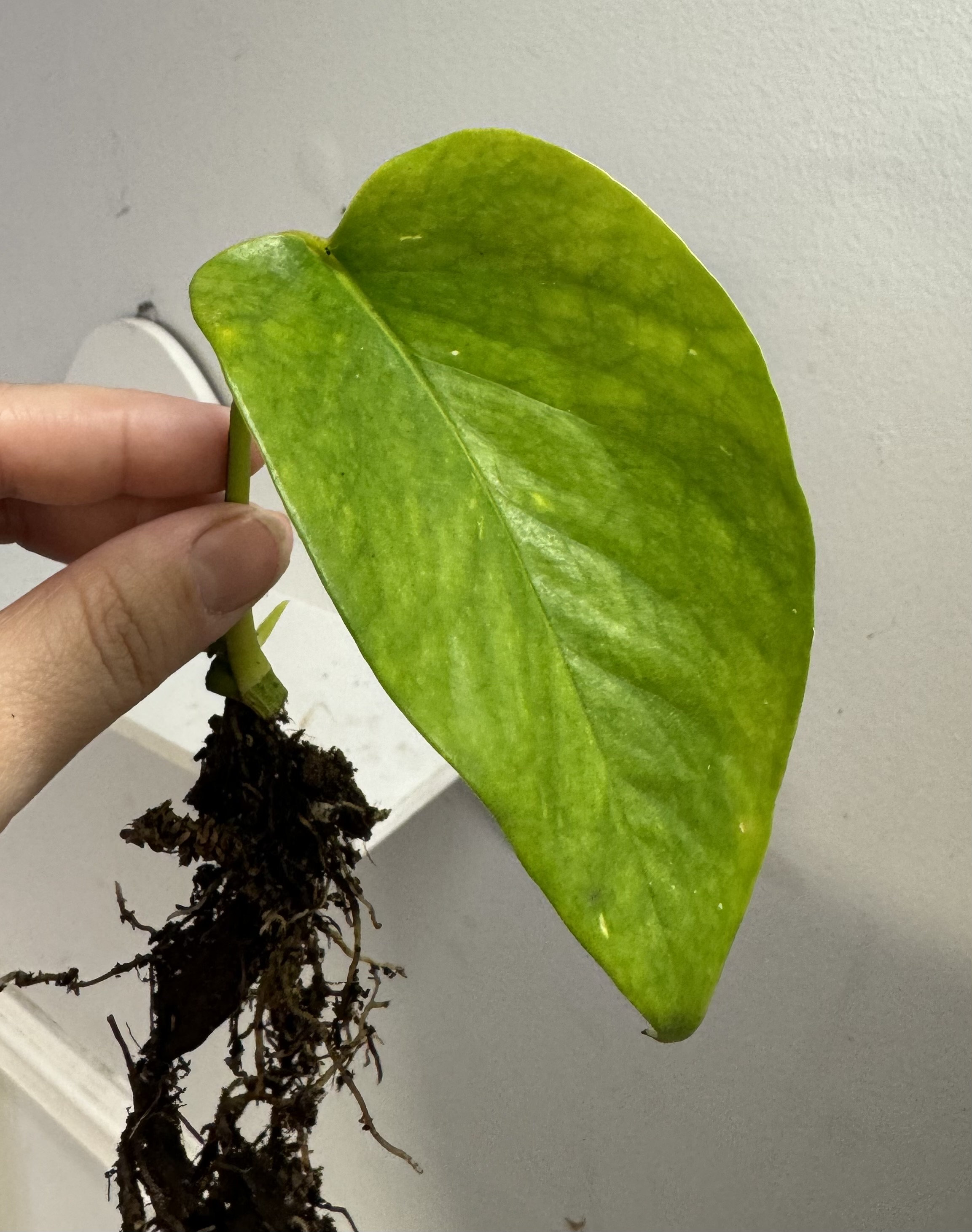 Moonlight Teruno Pothos - Etsy