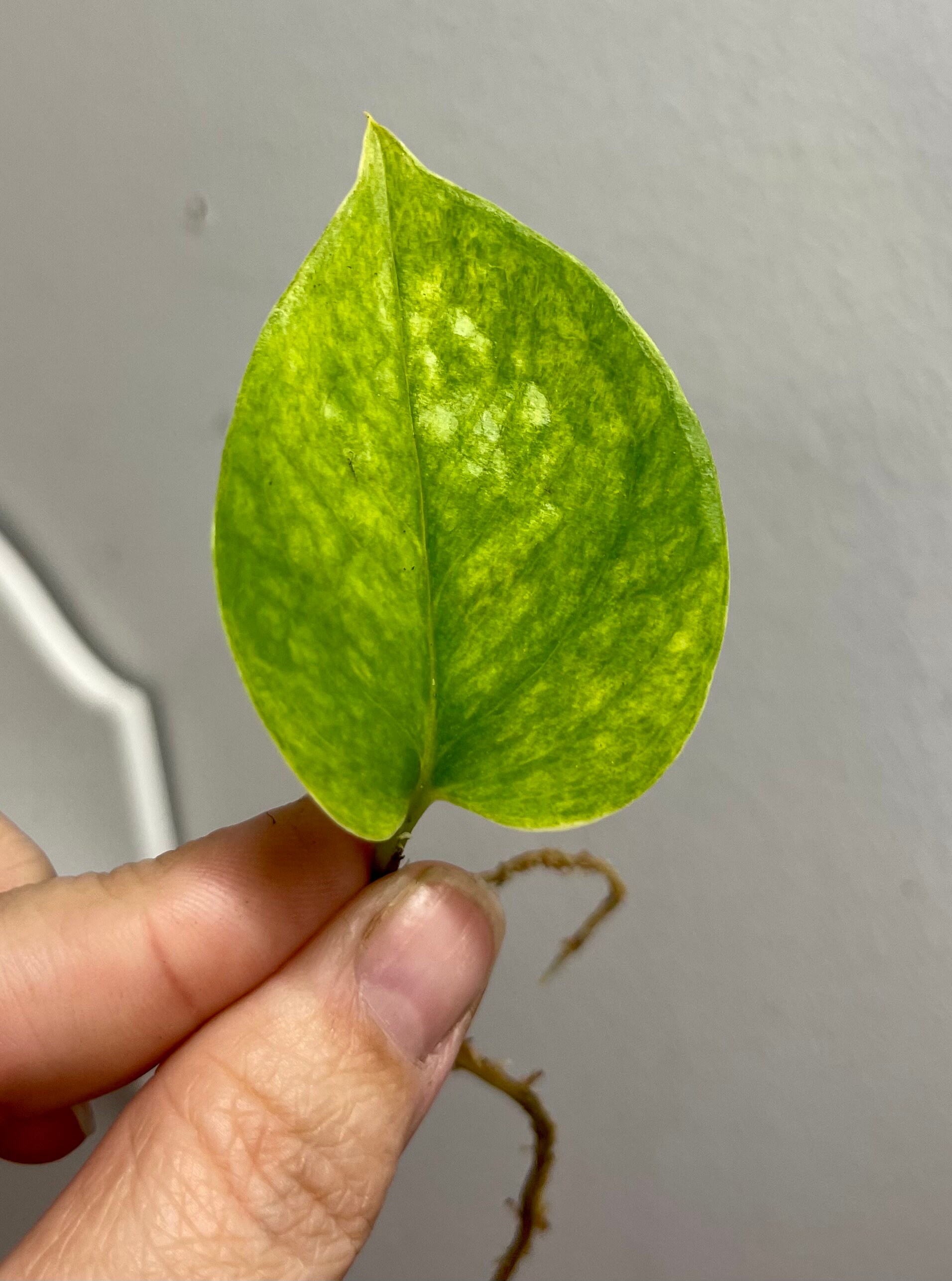 Hanahana Teruno Pothos - Etsy