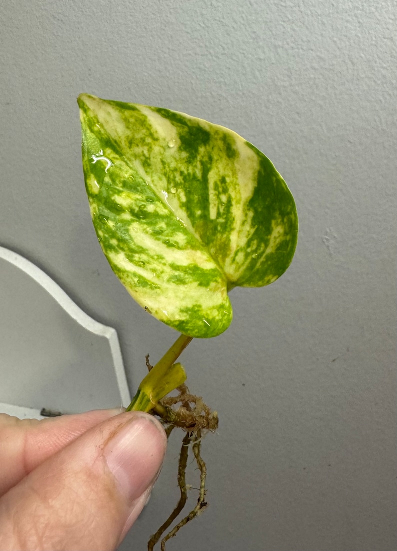 Valencia Teruno Pothos - Etsy