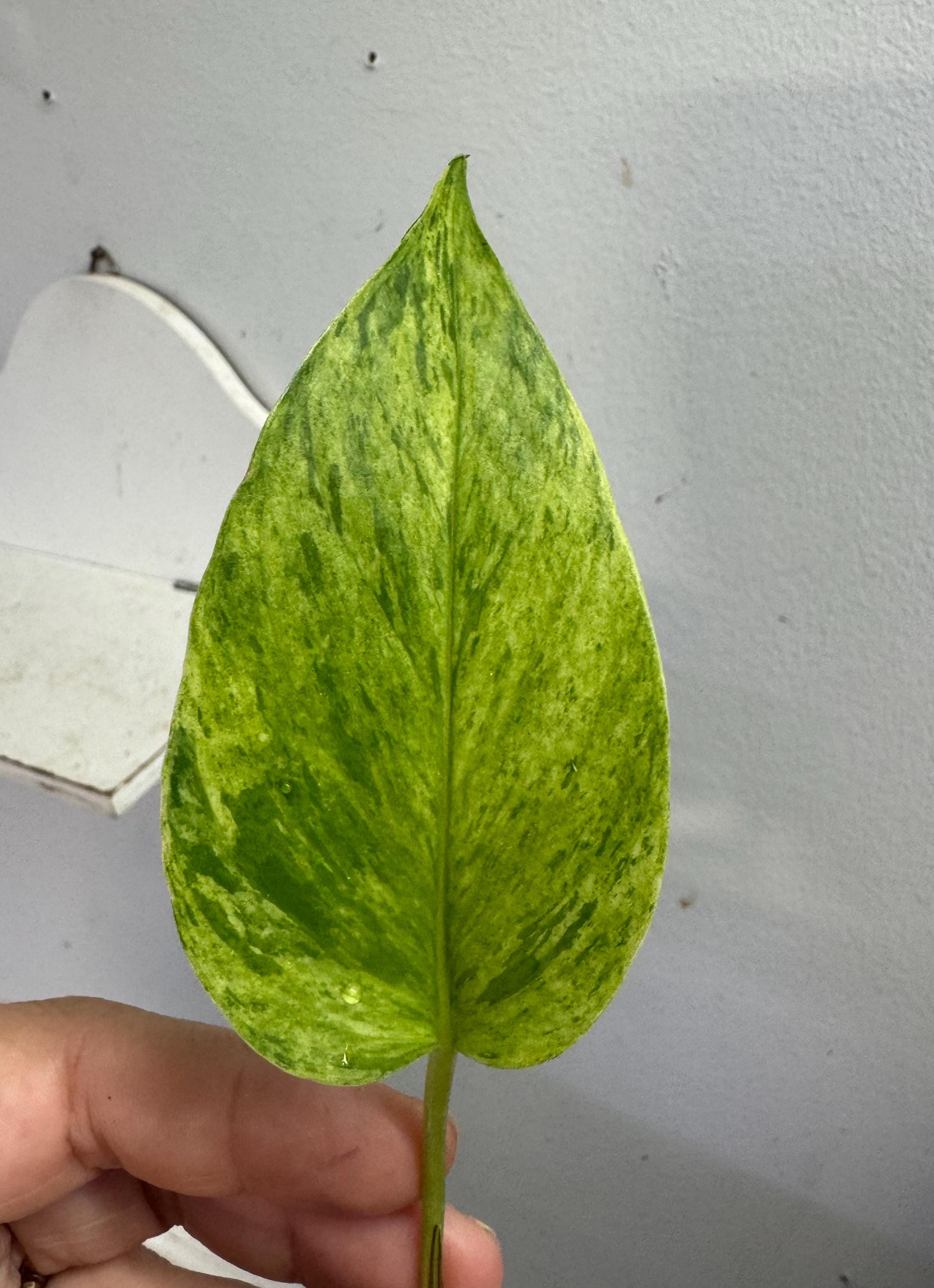 Green Scratch Pothos- RARE Japanese Pothos - Etsy