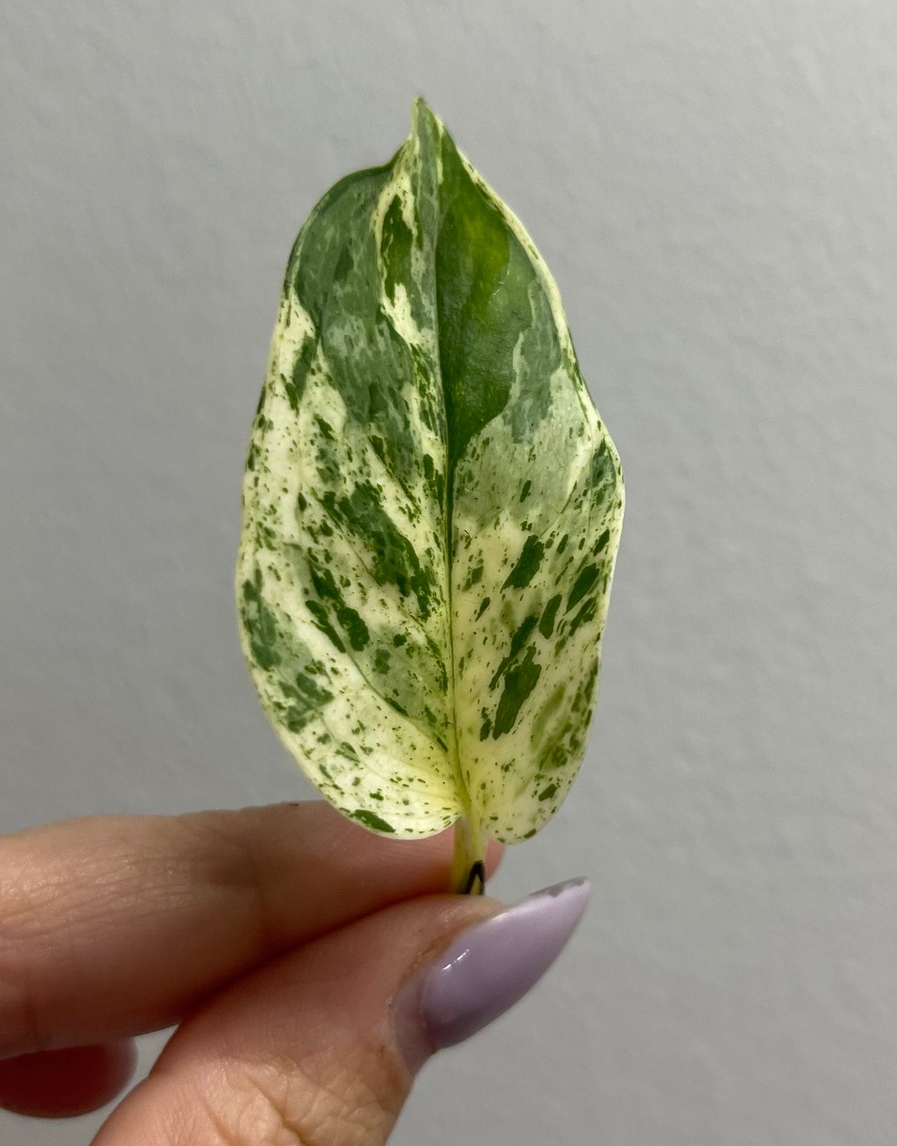 Fanfare Teruno Pothos - Etsy