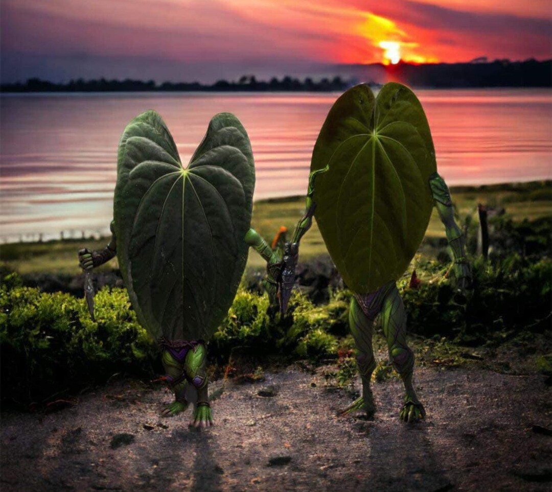 Anthurium Papillilaminum RA5 X Dadbod - Etsy