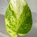 RARE “happy Day” - Japanese Pothos From Central Flower Nursery - Etsy