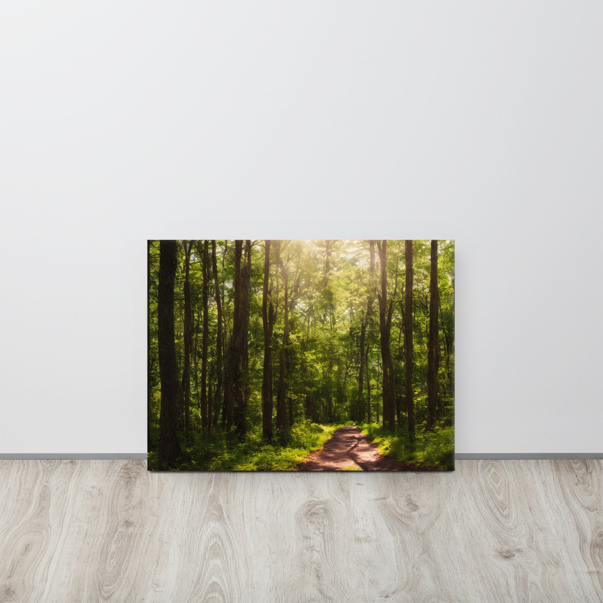 Morning Sun Rays, Forest Pathway, Branches, Trees Scenery of Nature ...