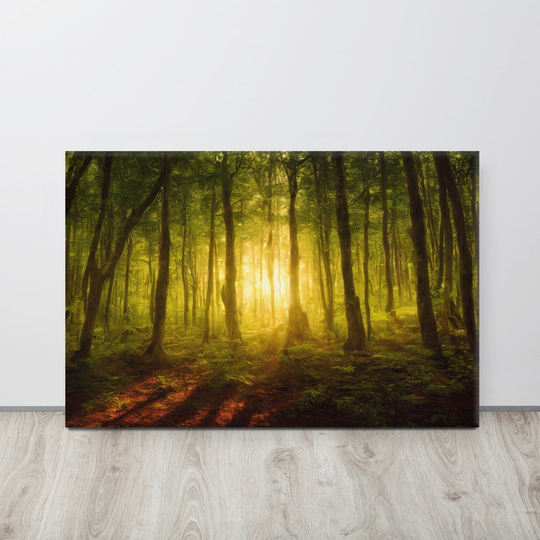 Morning Sun Rays, Forest Pathway, Branches, Trees Scenery of Nature ...