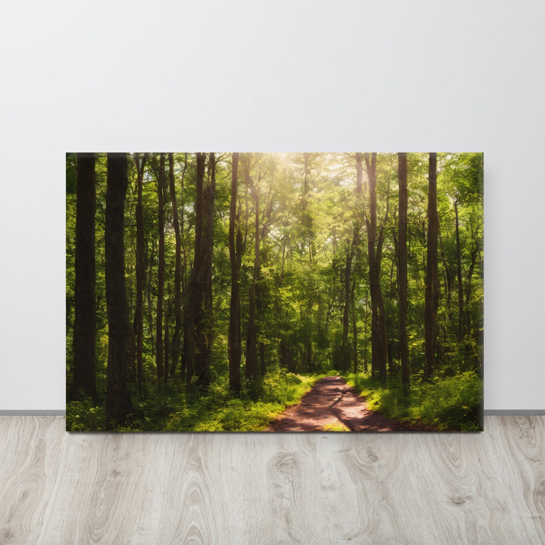 Morning Sun Rays, Forest Pathway, Branches, Trees Scenery of Nature ...