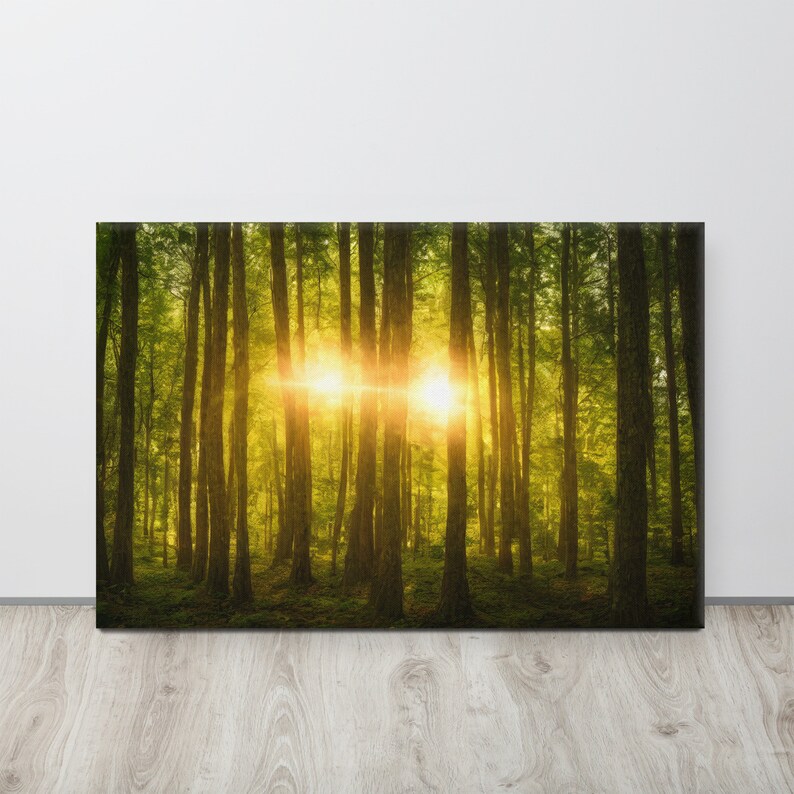 Morning Sun Rays, Forest Pathway, Branches, Trees Scenery of Nature ...