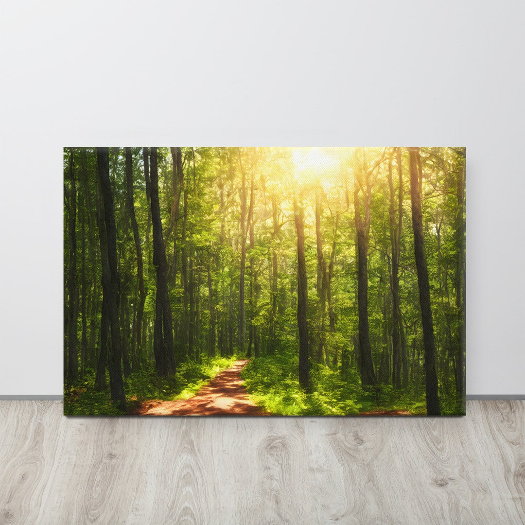 Morning Sun Rays, Forest Pathway, Branches, Trees Scenery of Nature ...