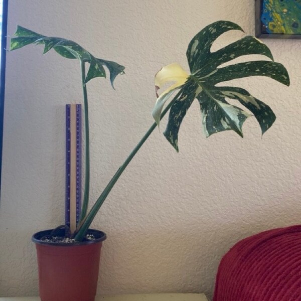 Monstera Thai Constellation - Etsy