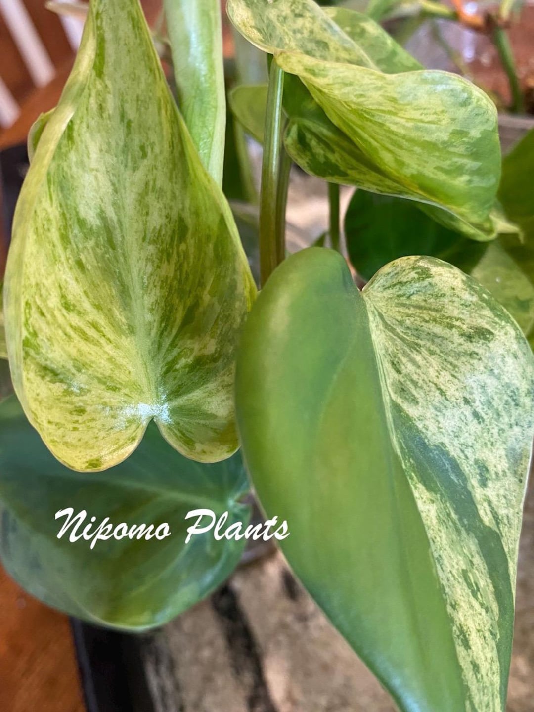 Variegated Heartleaf Philodendron, Rooted in Container, Philodendron ...