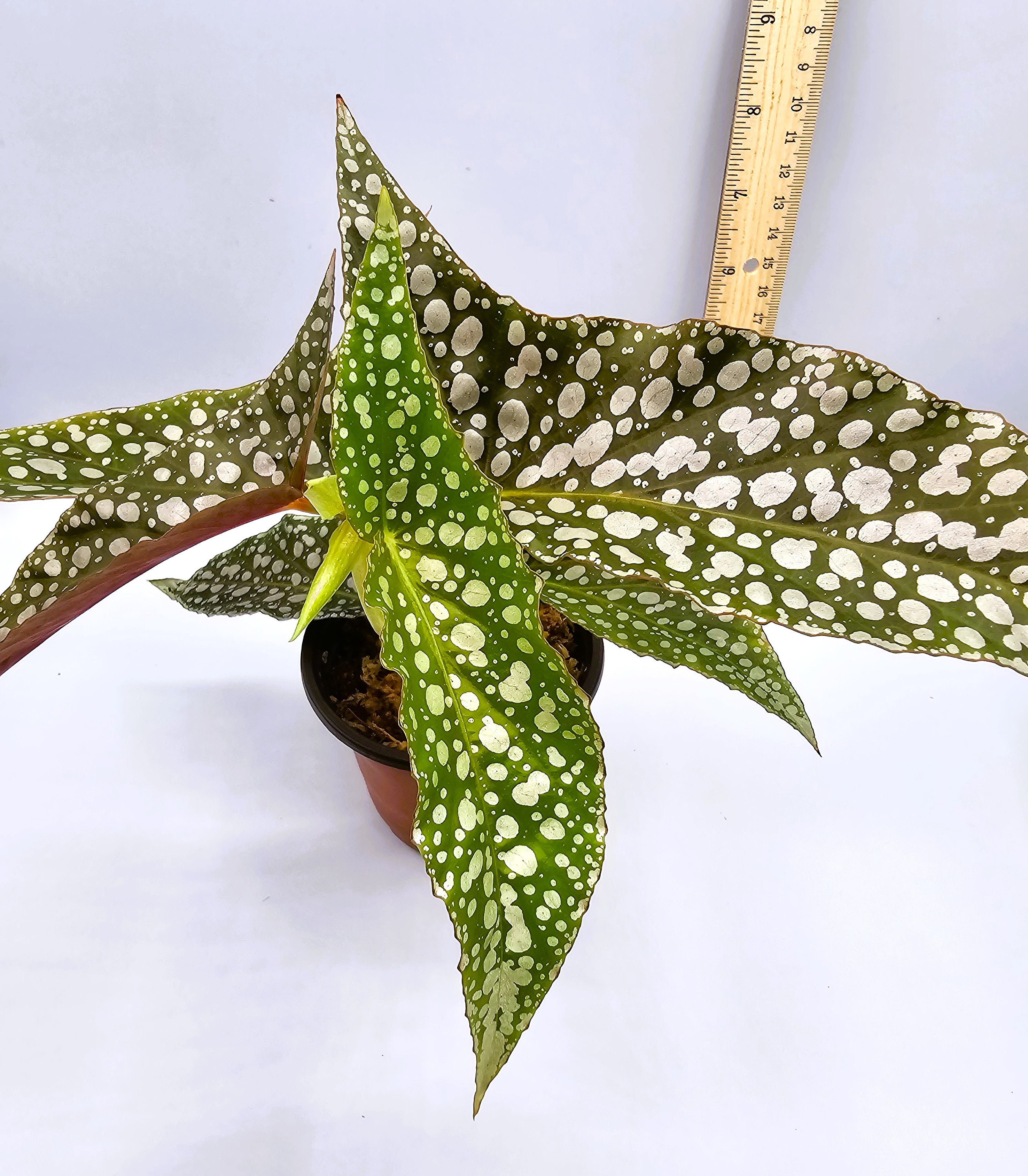 Begonia 'white Ice' Hybrid, Polka Dot Begonia - Etsy