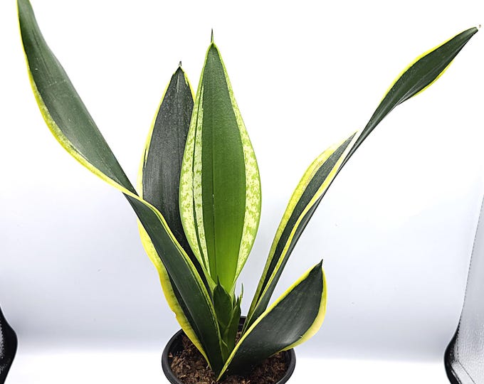 Sansevieria Black Gold / Snake Plant - Etsy