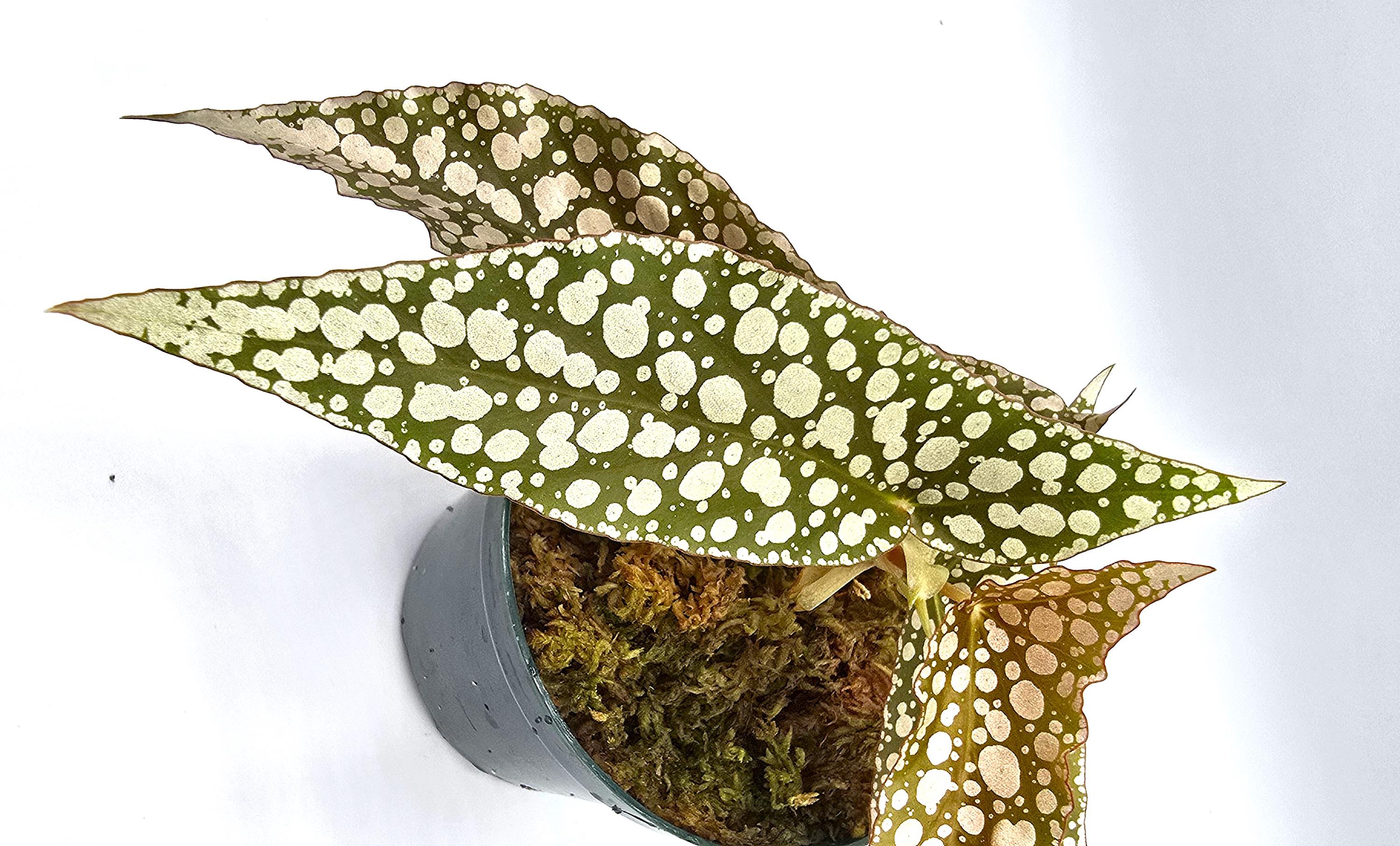 Begonia 'white Ice' Hybrid | Polka Dot Begonia - Etsy