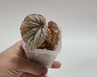 Cane Begonia Looking Glass - Etsy