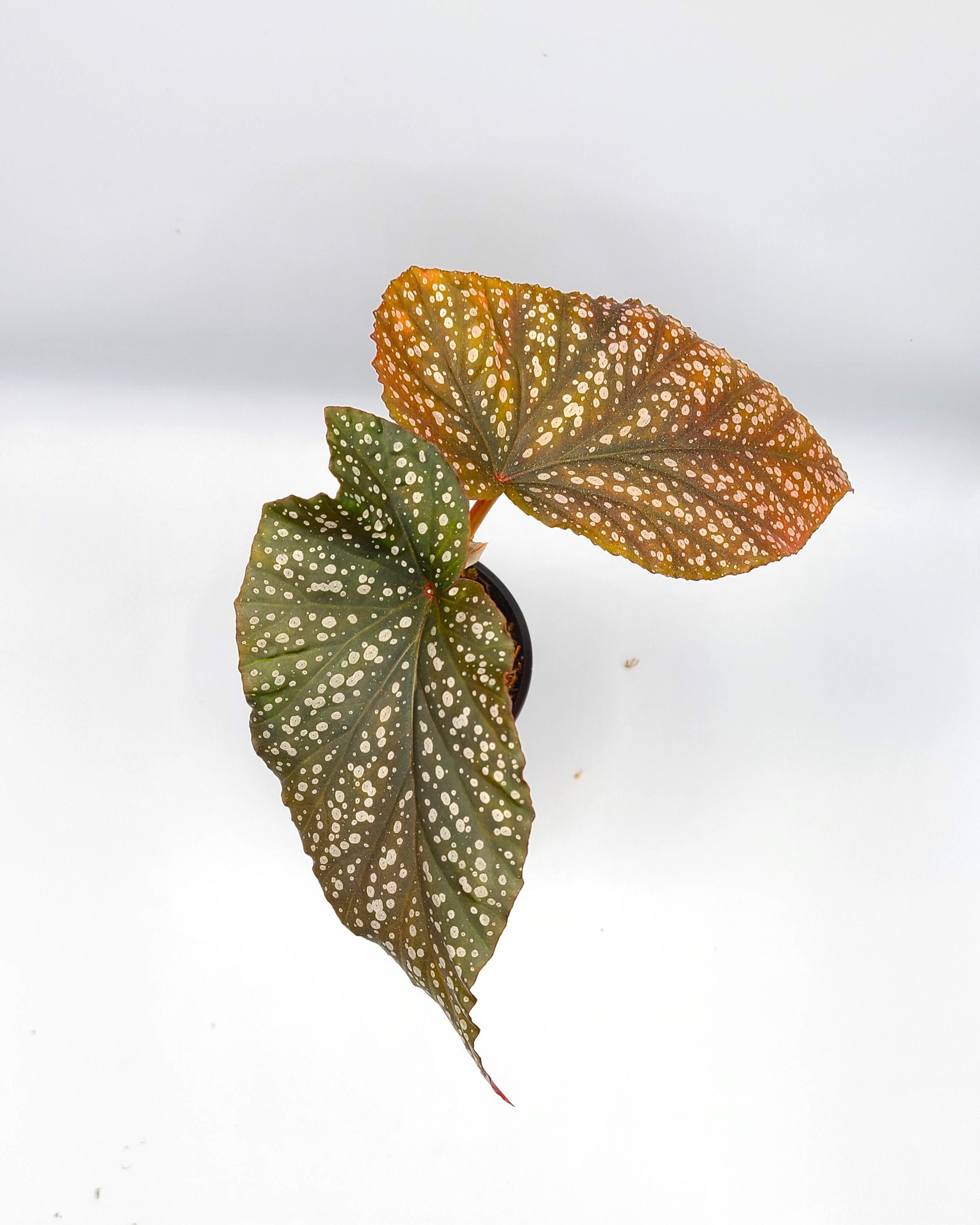 Angel Wing Begonia corralina De Lucerna, Polka Dot Cane Begonia - Etsy