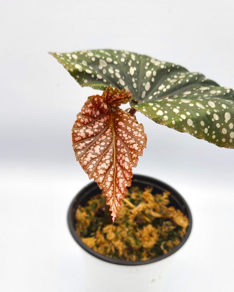 Angel Wing Begonia corralina De Lucerna, Polka Dot Cane Begonia - Etsy