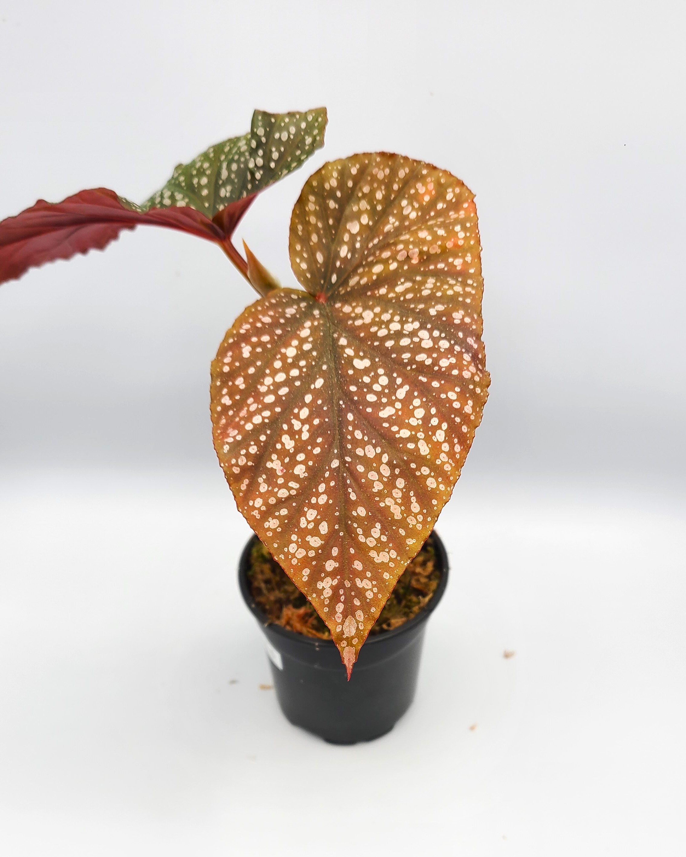 Angel Wing Begonia corralina De Lucerna, Polka Dot Cane Begonia - Etsy