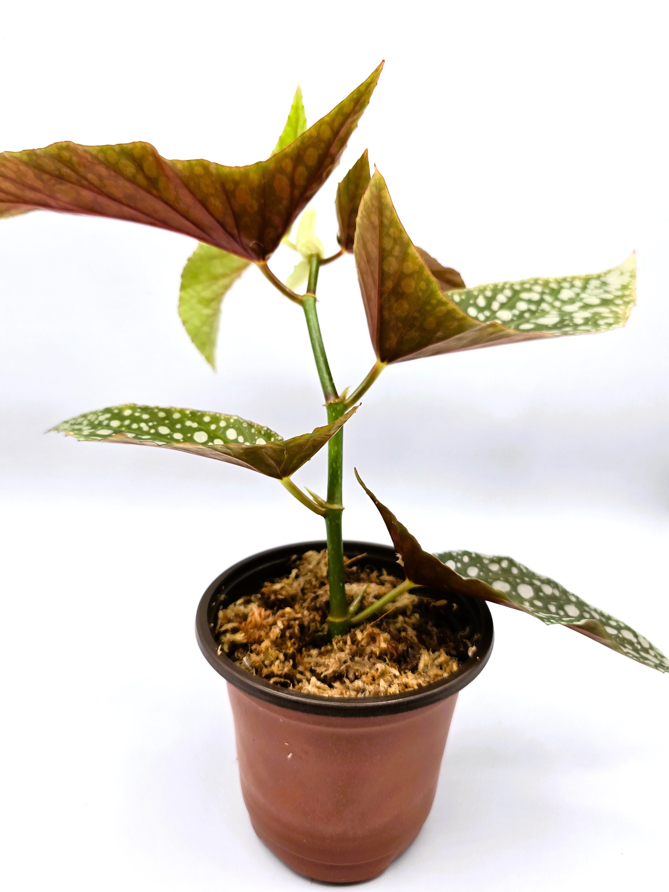 Begonia 'white Ice' Hybrid, Polka Dot Begonia - Etsy