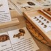 Animals in Fall Study Pack - Etsy