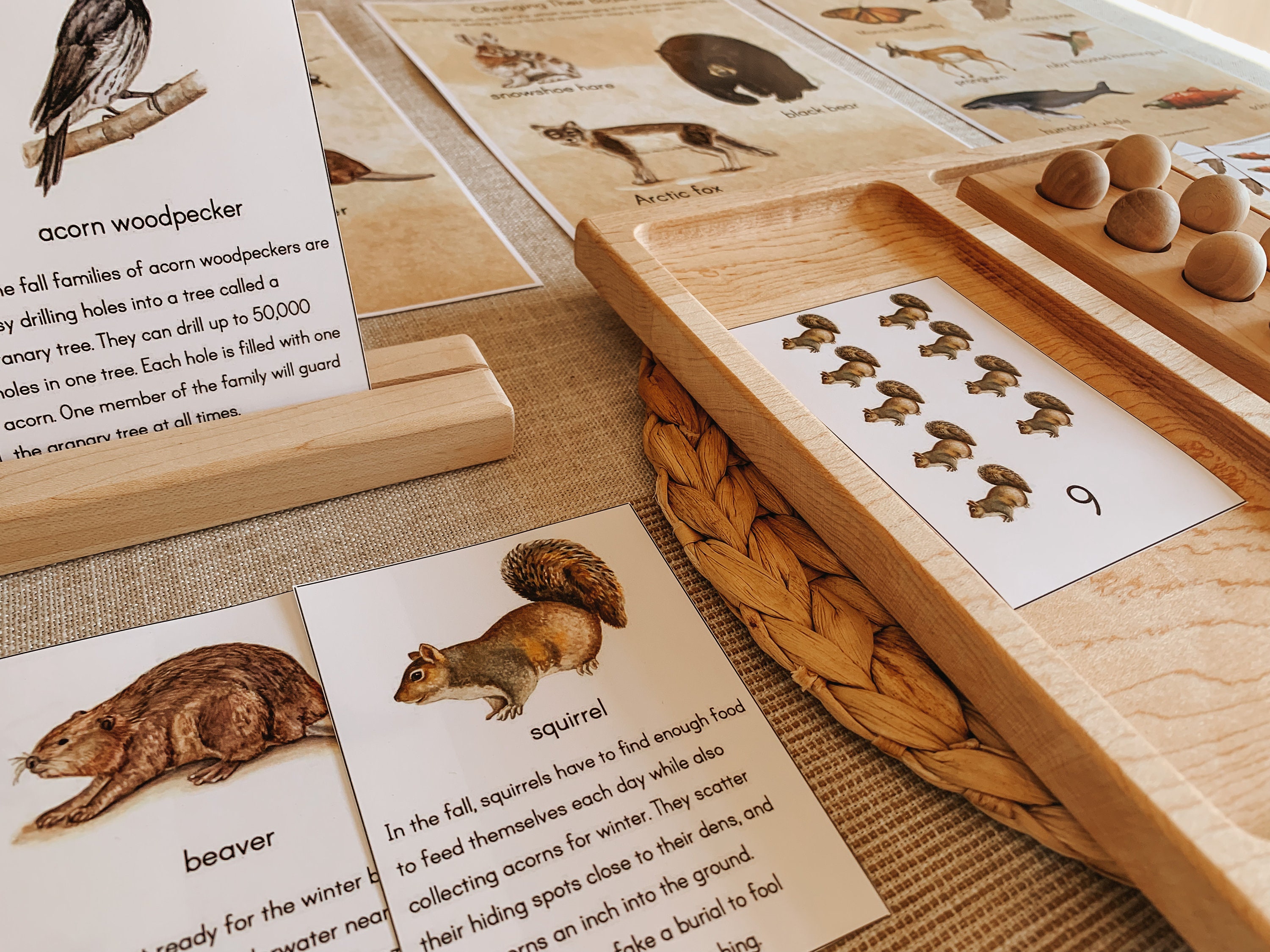 Animals in Fall Study Pack - Etsy