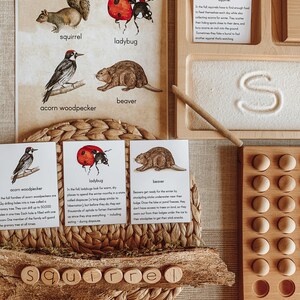 Animals in Fall Study Pack - Etsy