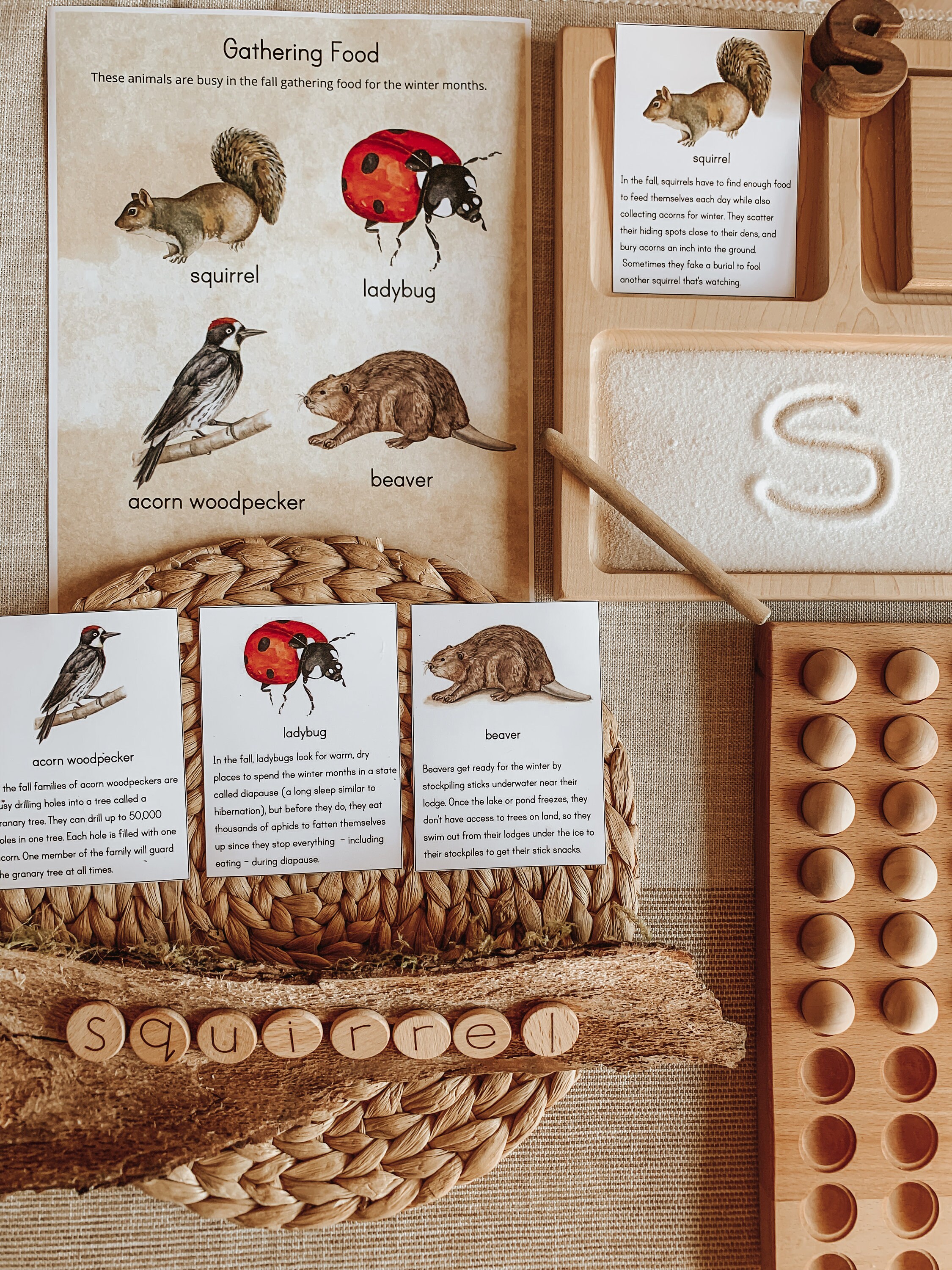 Animals in Fall Study Pack - Etsy