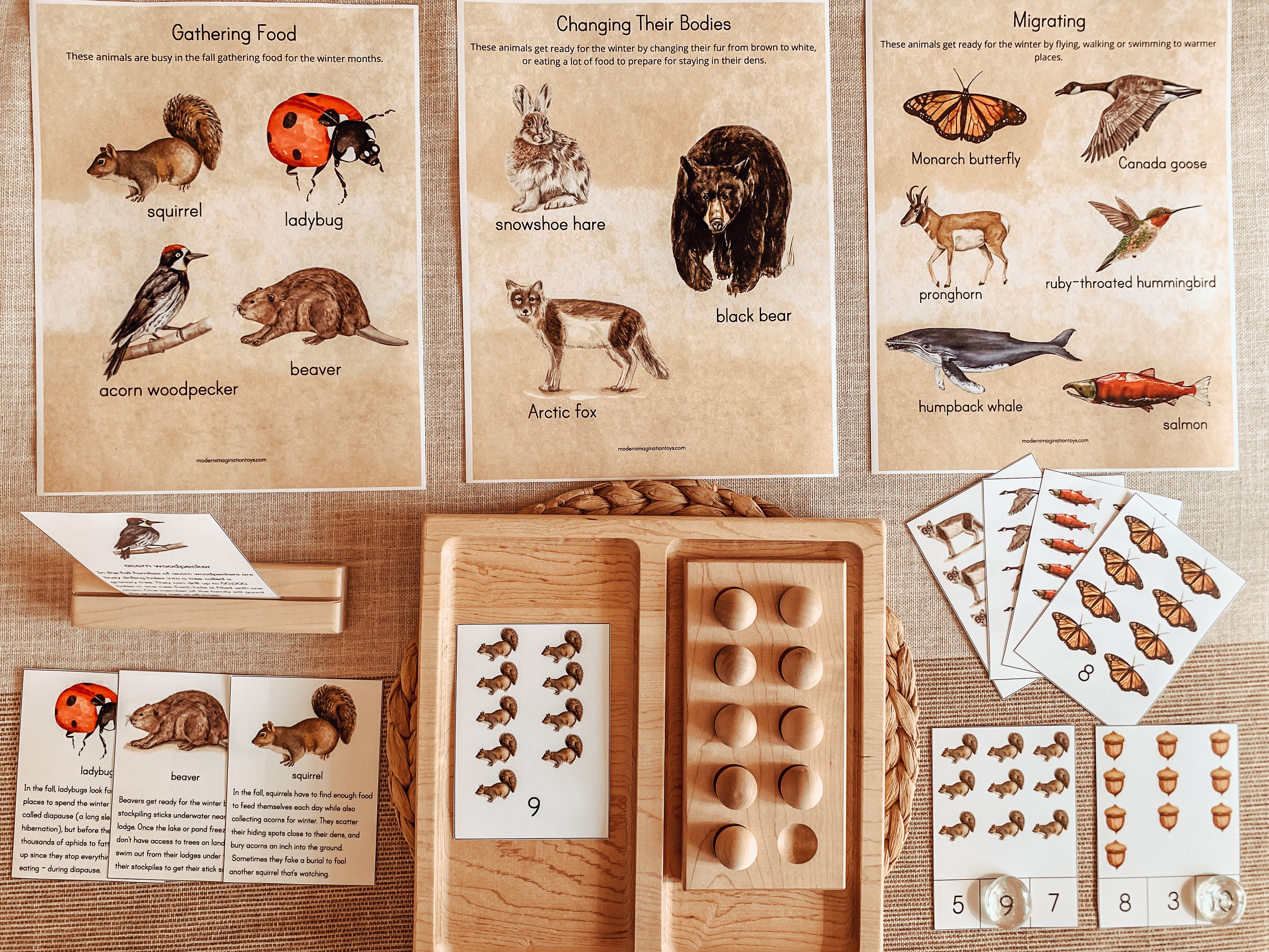 Animals in Fall Study Pack - Etsy