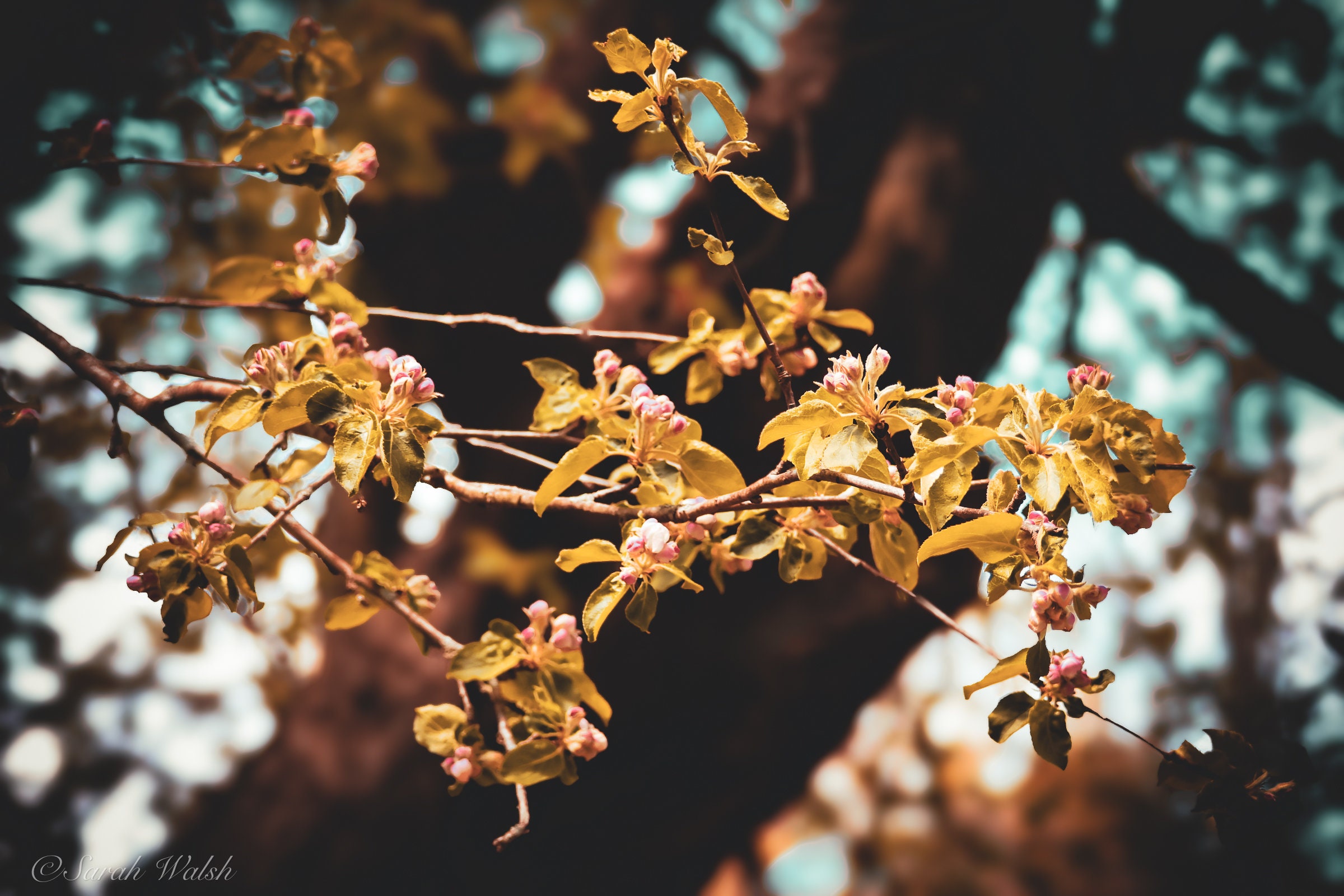 Wildlife/nature Prints - Etsy