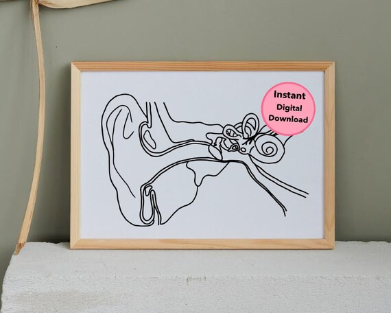 Ear Anatomy Line Art/inner Ear/printable Wall Art/audiology - Etsy