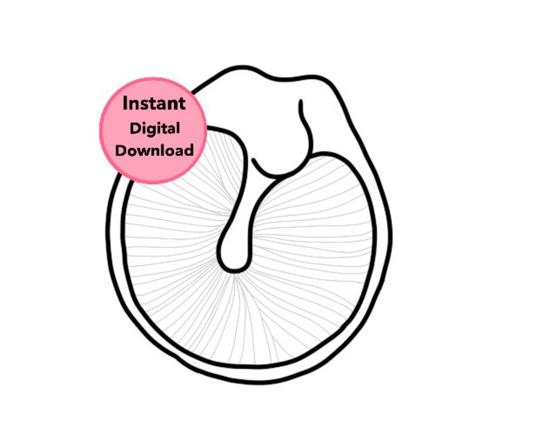 Ear Anatomy Line Art/inner Ear/eardrum/printable Wall Art/audiology ...