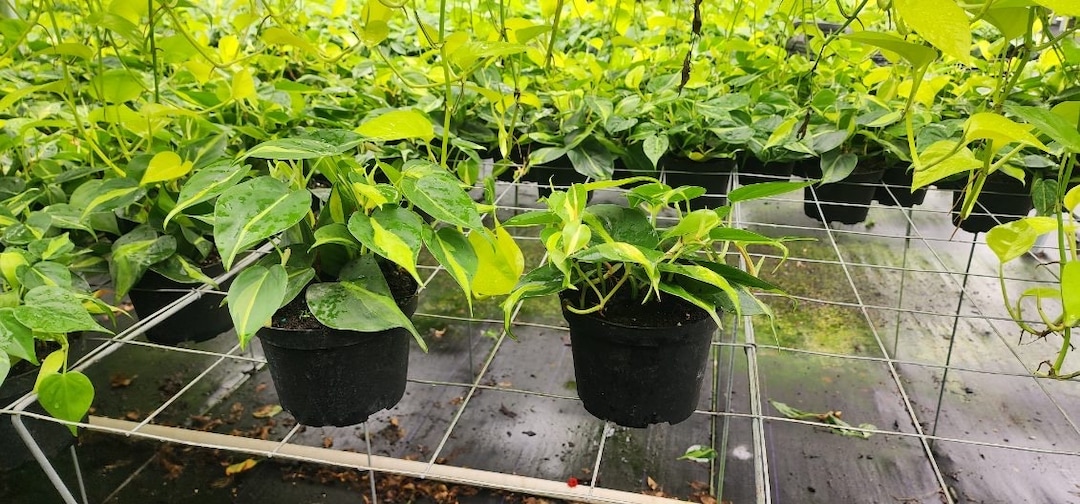 BRAZIL POTHOS 6" Inch Plant - Etsy