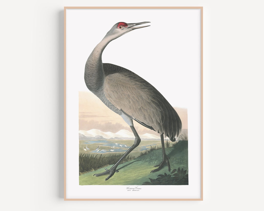 Hooping Crane Print, Vintage Illustration, Hooping Crane Art, Wildlife ...