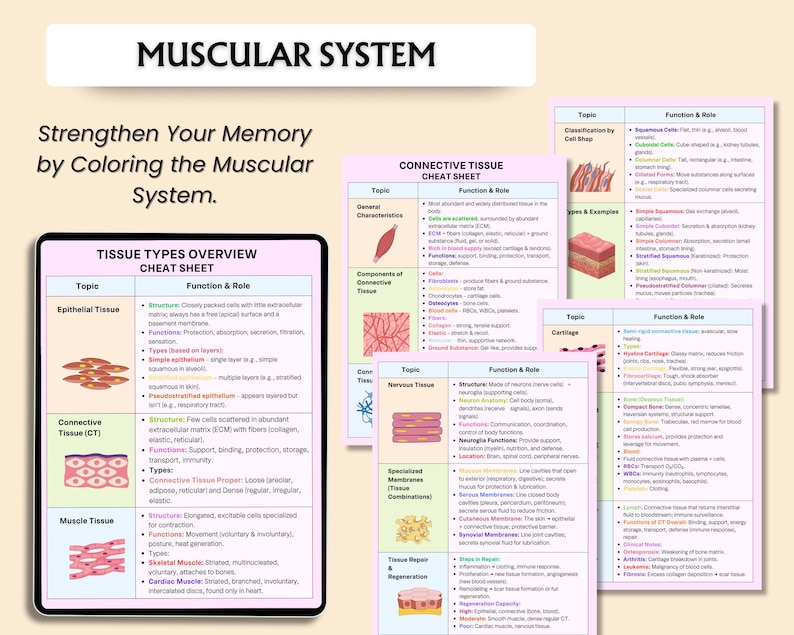 Anatomy and Physiology Cheat Sheet | A&P Study Notes | Human Anatomy ...