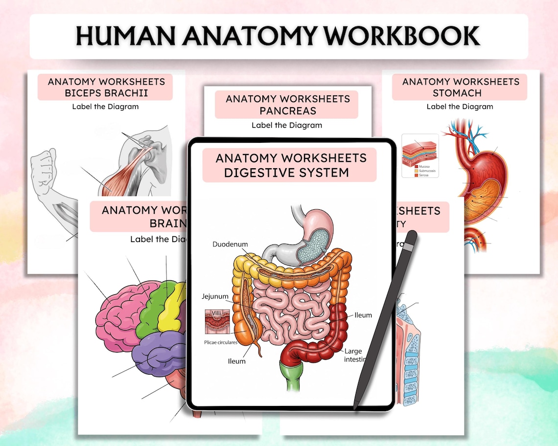Anatomy and Physiology I & II Mega Bundle | Human Anatomy | Nursing ...