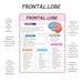 The Brain Regions Cheat Sheet | Brain Anatomy | Human Brain | Brain ...