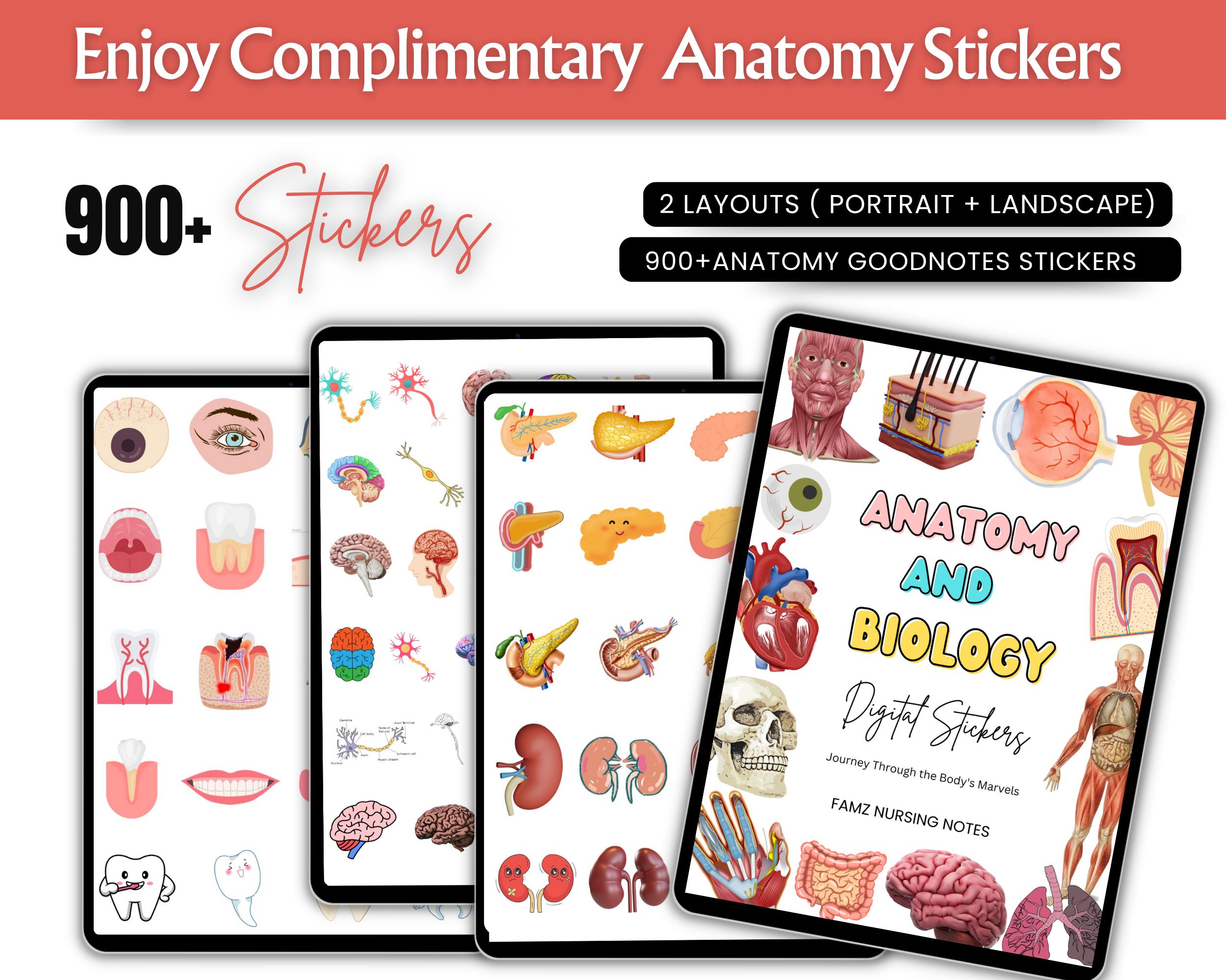 Comprehensive Anatomy & Physiology Bundle | Nursing Notes | Anatomy ...