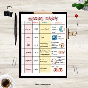Cranial Nerves Nursing | Cheat Sheet for Nursing Students | Nursing ...