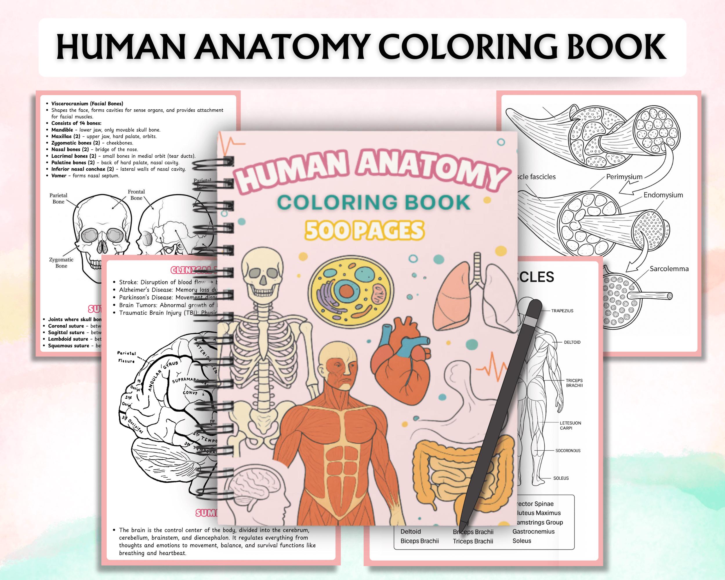 Anatomy and Physiology I & II Mega Bundle | Human Anatomy | Nursing ...