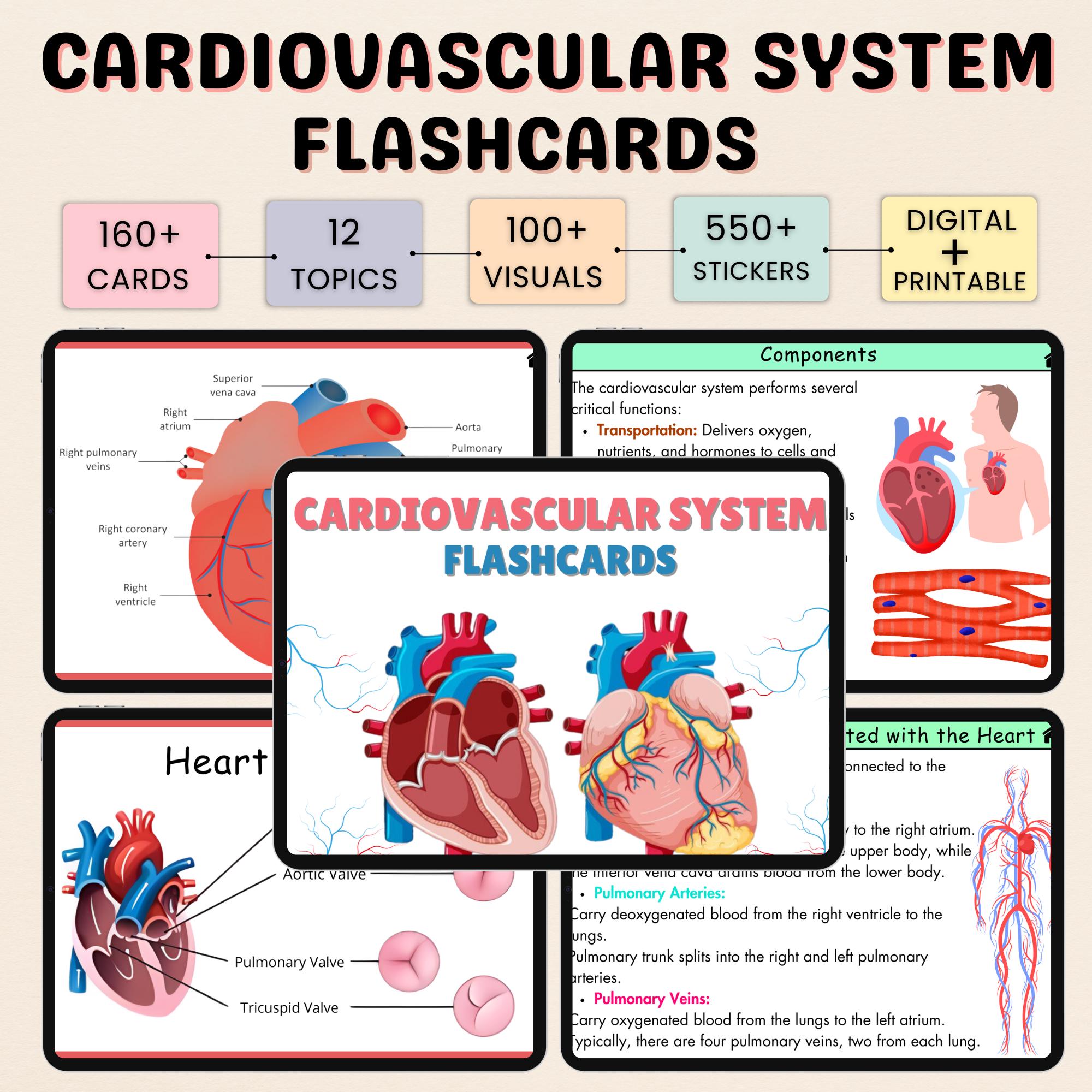 160+ Cardiovascular System Flashcards | Cardiac Nursing | Nursing Notes ...