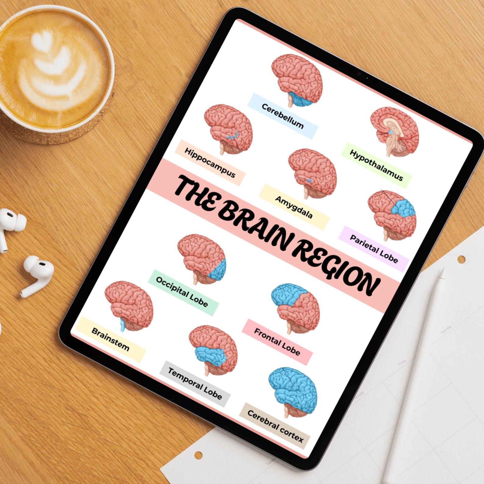 The Brain Regions Cheat Sheet | Brain Anatomy | Human Brain | Brain ...