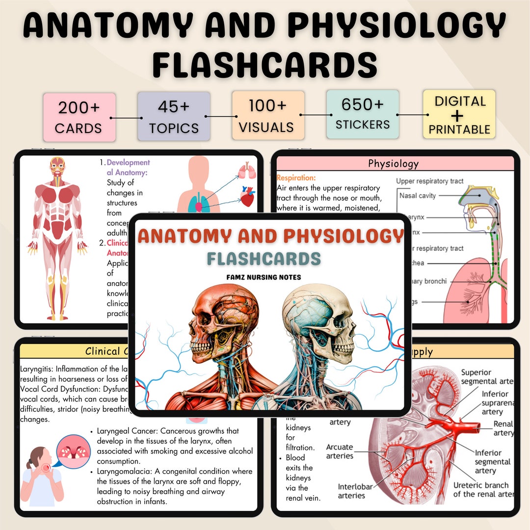 200+ Anatomy and Physiology Flashcards | Anatomy Study Guide | Nursing ...