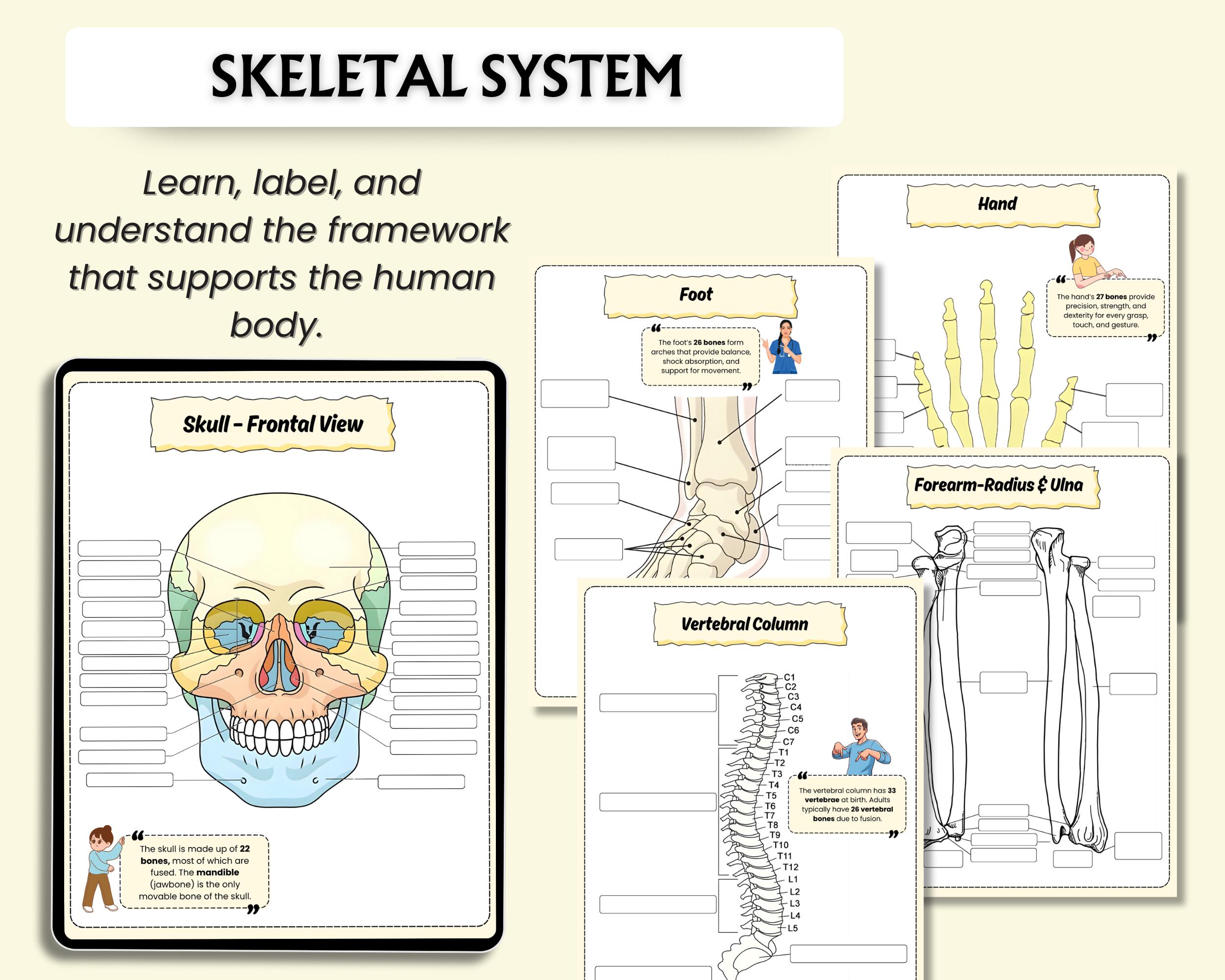 Human Anatomy Systems and Labeling Book | Anatomy & Physiology Study ...