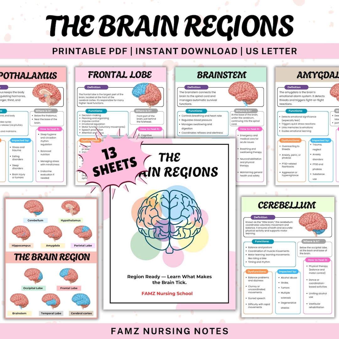 The Brain Regions Cheat Sheet | Brain Anatomy | Human Brain | Brain ...