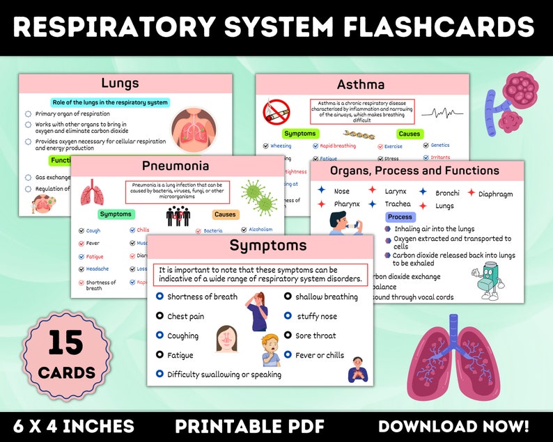 15 Respiratory System Flashcards Printable | Respiratory Therapy ...