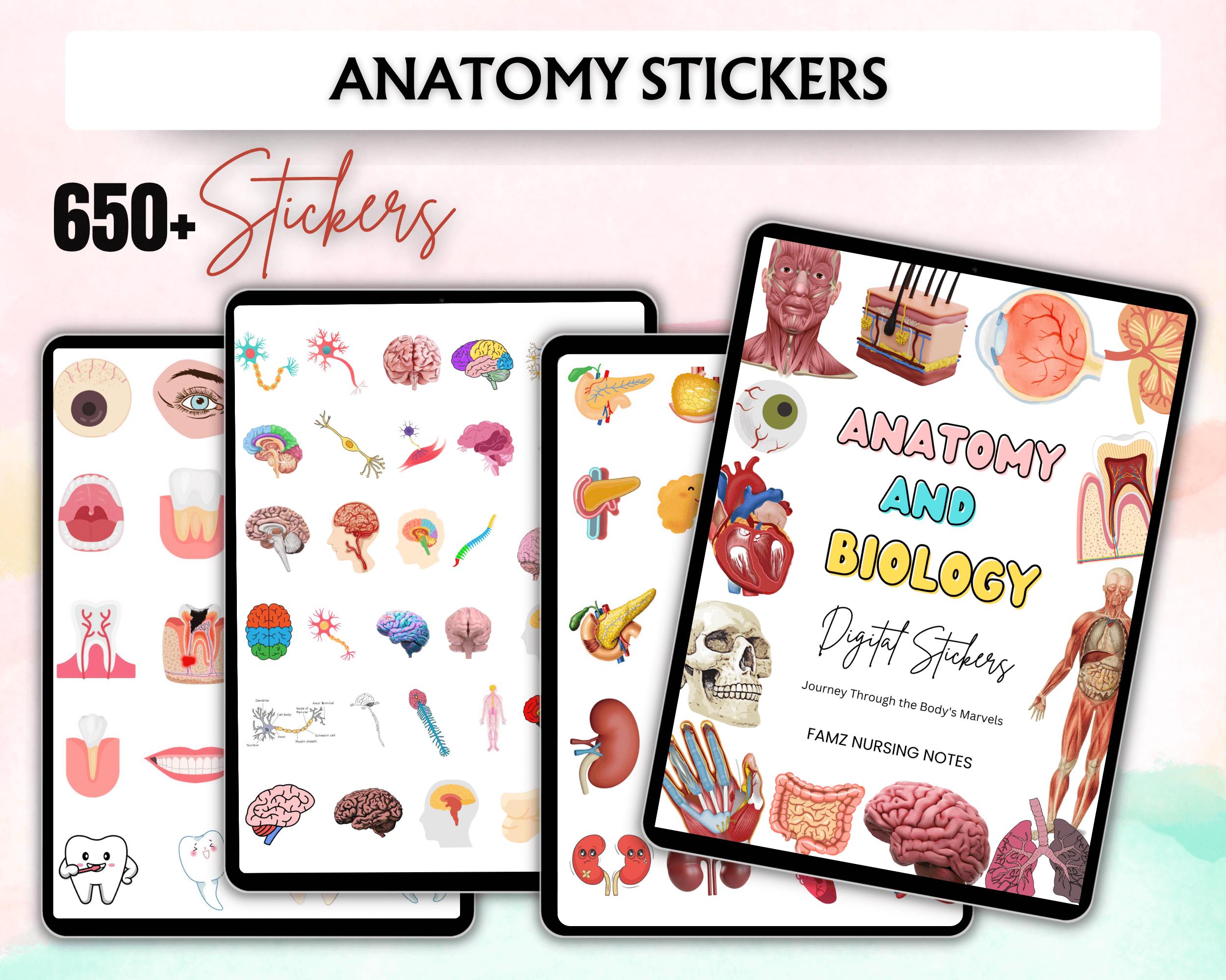 Anatomy and Physiology I & II Mega Bundle | Human Anatomy | Nursing ...